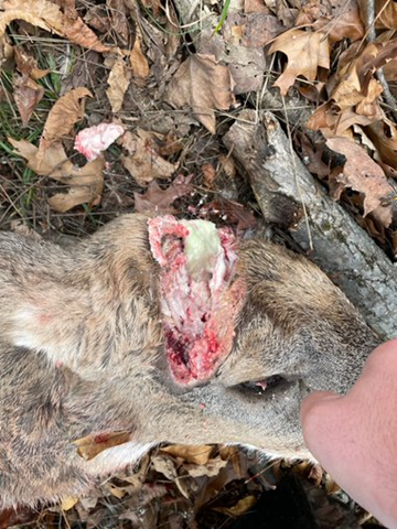 DNR: Fish & Wildlife: Brain Abscess Syndrome