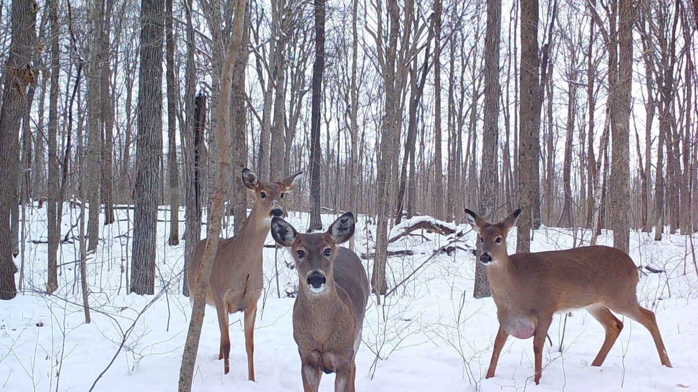 DNR: Fish & Wildlife: Hydrocysts