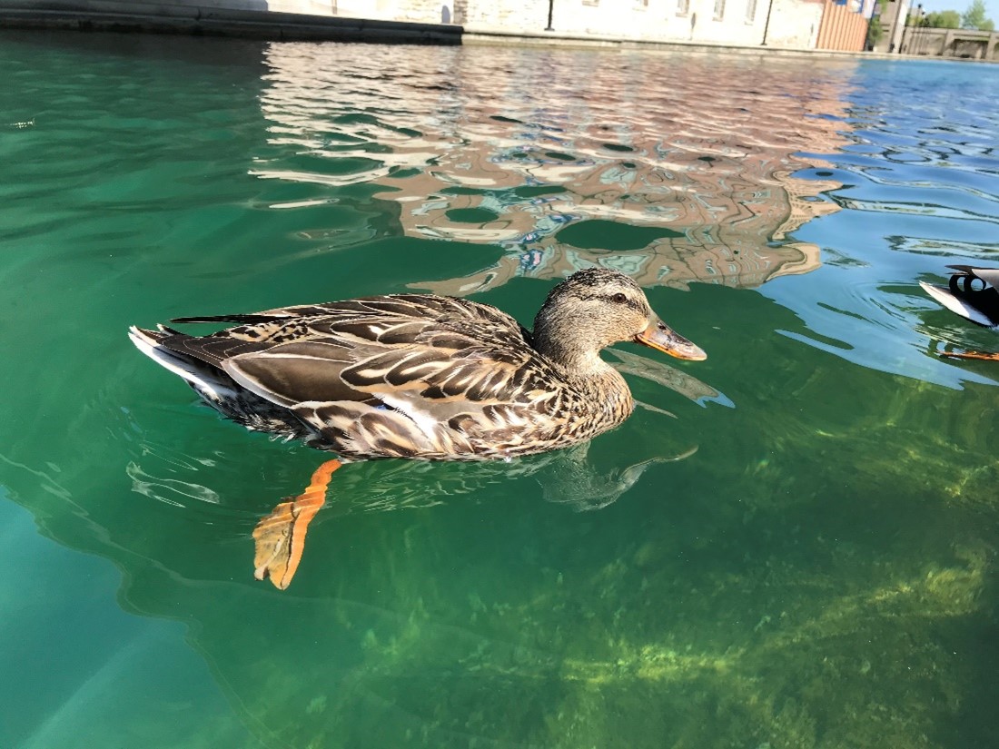 DNR: Fish & Wildlife: Duck Virus Enteritis