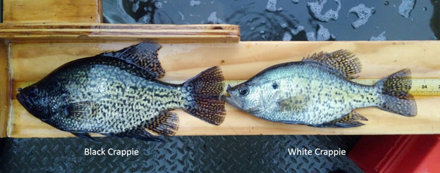 DNR: Crappie Fishing