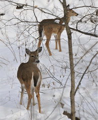 DNR: Forestry: State Forest Hunting Wildlife Survey